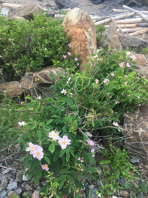 Wild Roses | What is a Weed?