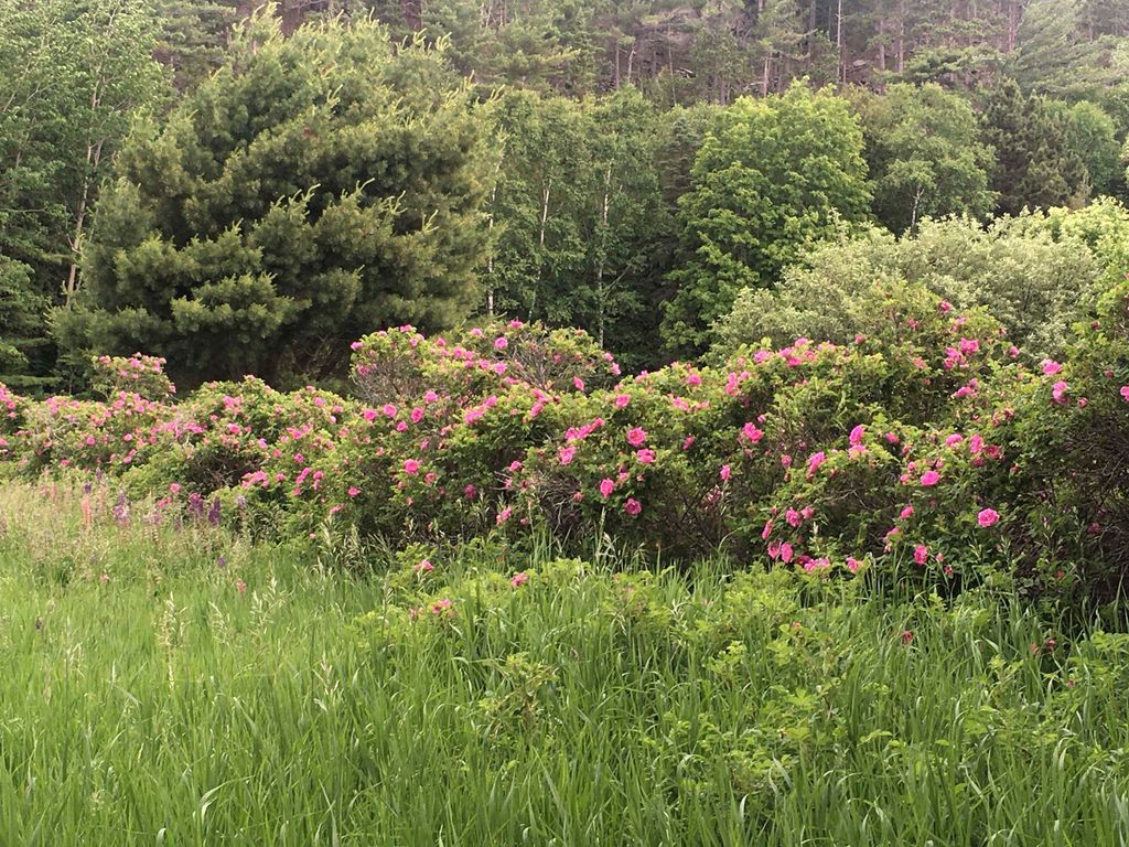 Wild Roses | What is a Weed?