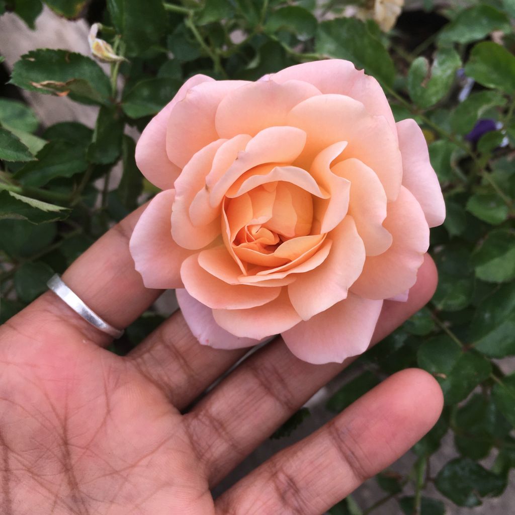 Wild Roses | What is a Weed?