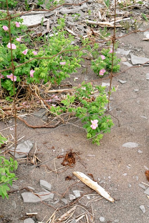 Wild Roses | What is a Weed?