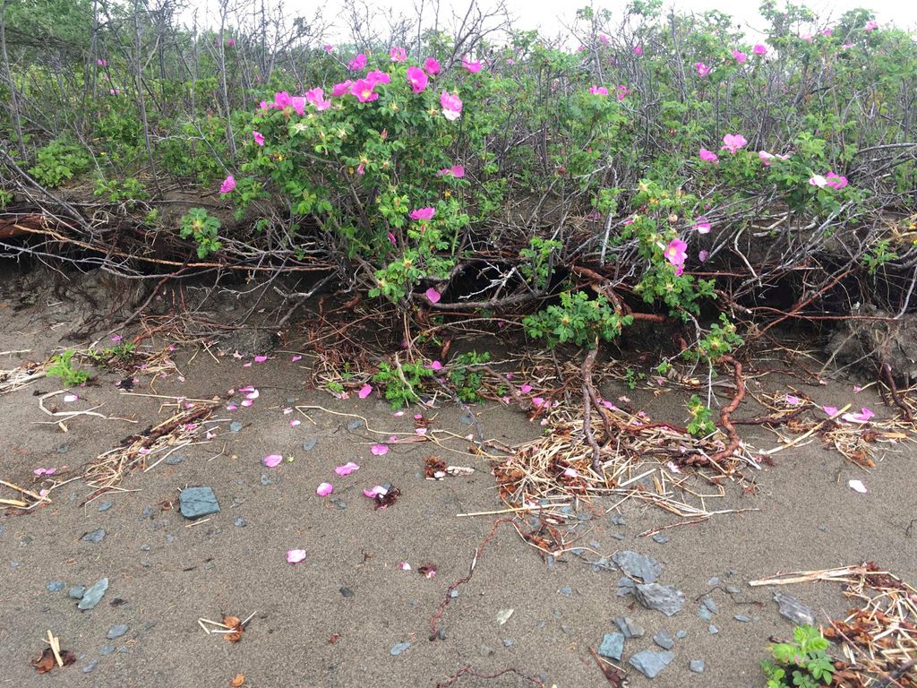 Wild Roses | What is a Weed?
