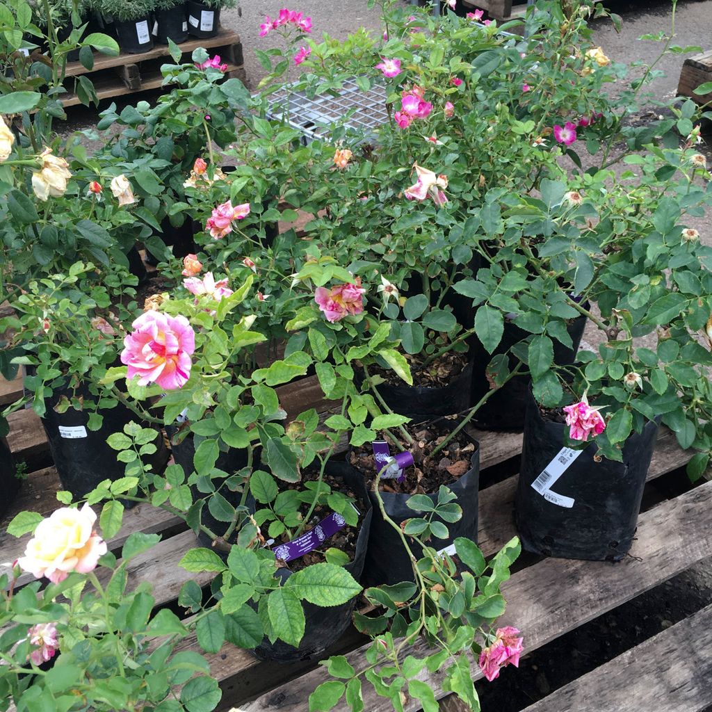 Wild Roses | What is a Weed?