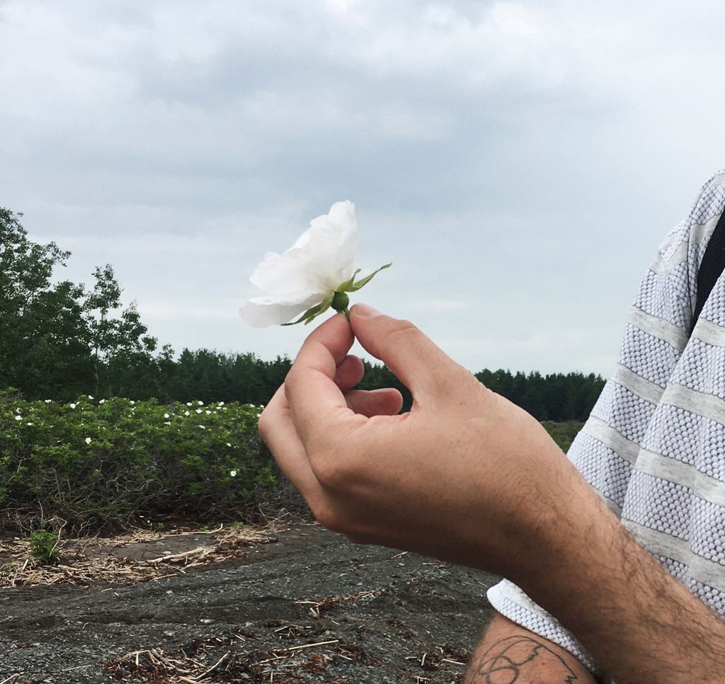 Wild Roses | What is a Weed?